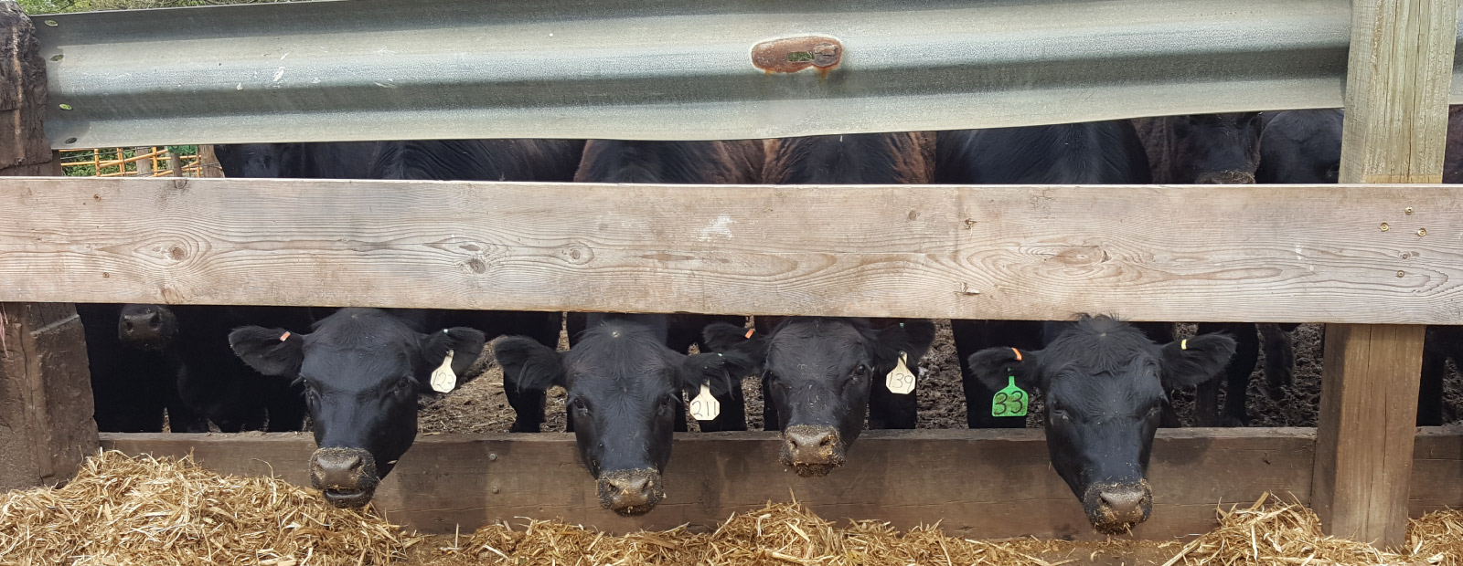 Home › United Bank of Iowa